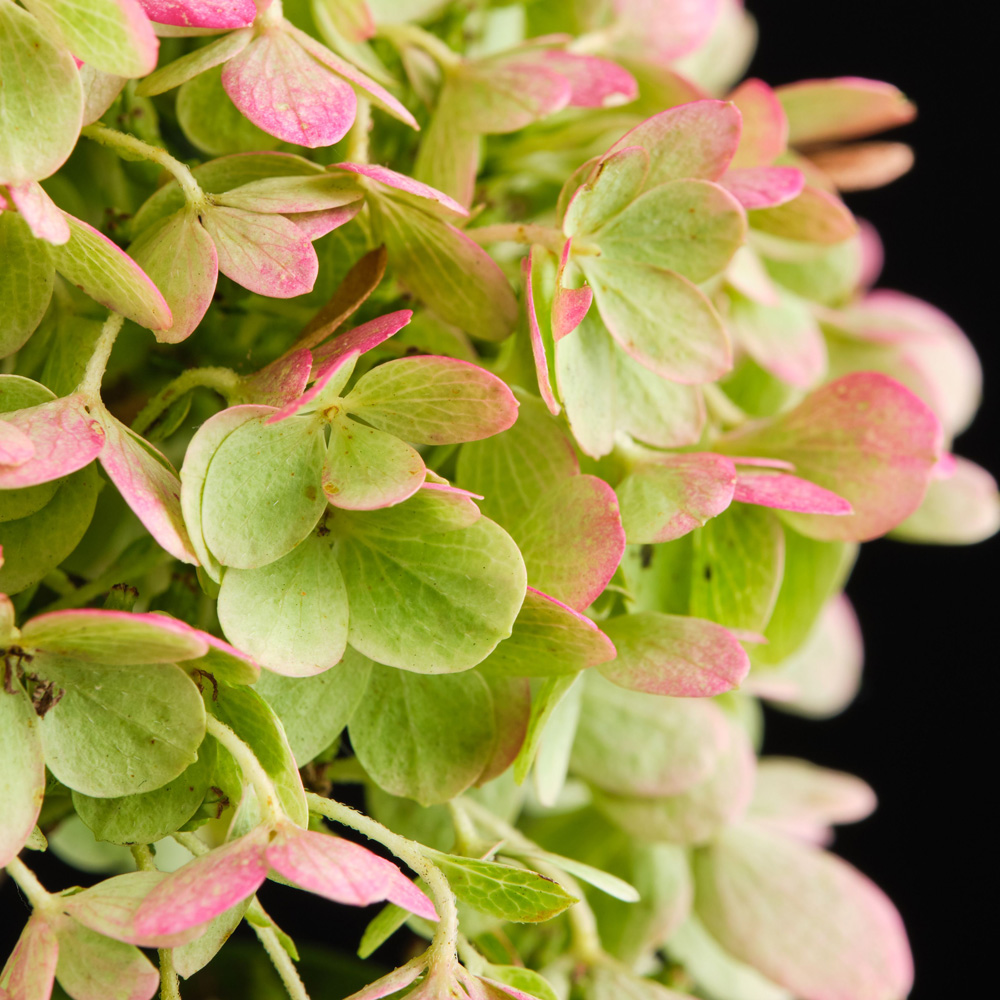 Hydrangea paniculata ‘Magical Matterhorn’ - Pluimhortensia - Goat Corp